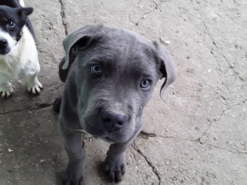 Собака щенок Кане корсо