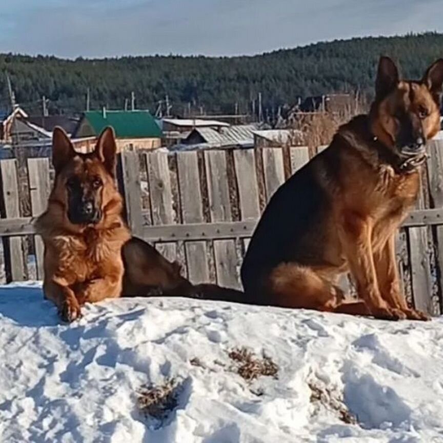 Немецкая овчарка, щенок