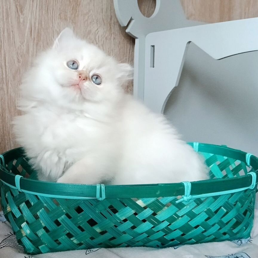 Британец золотая шиншилла