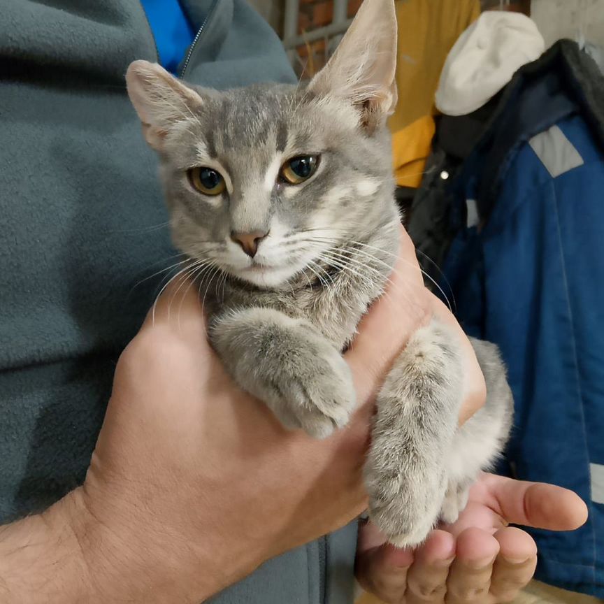 Отдам в добрые руки