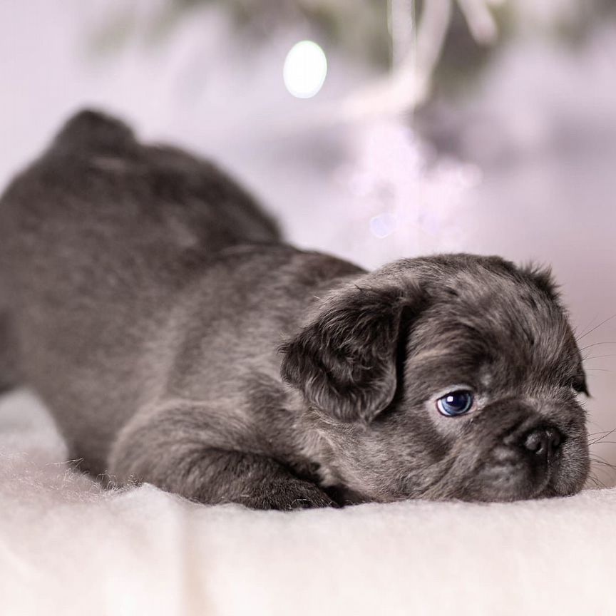 Фрацузский бульдог флаффи