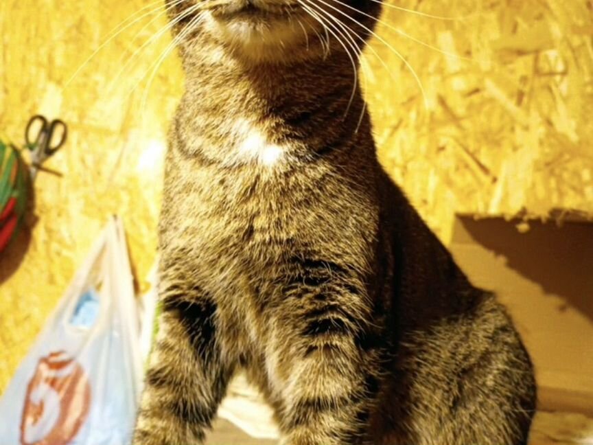 Котик