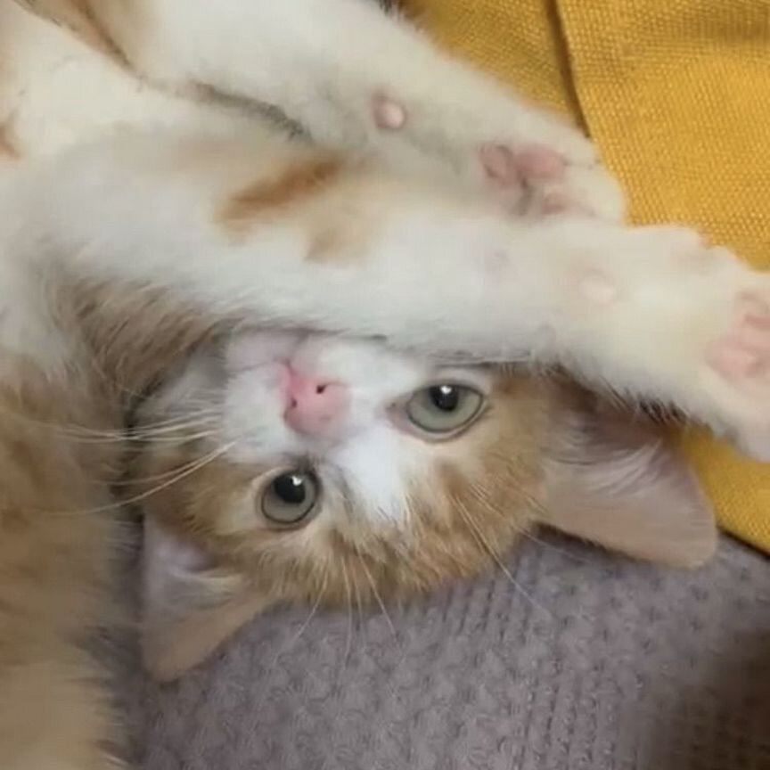 Котенок рыжая девочка 5месяцев