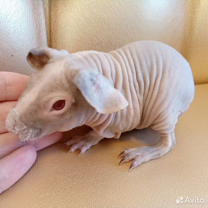 Морская свинка скинни лиловая