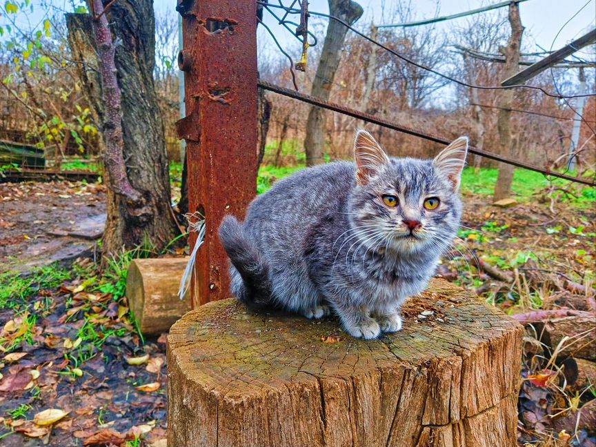 Кошечки юные