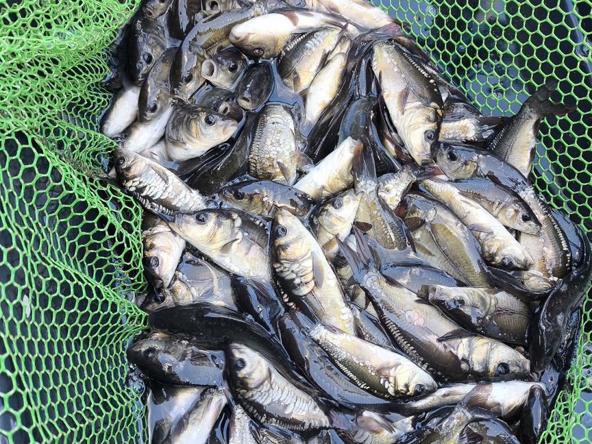 Зарыбление водоёмов мальком