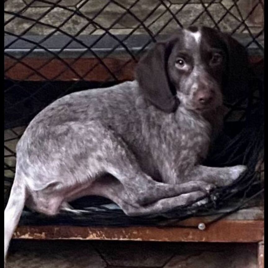 Охотничья мини