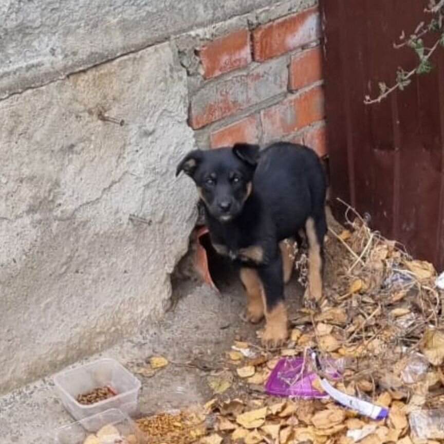 Щенок в добрые руки бесплатно