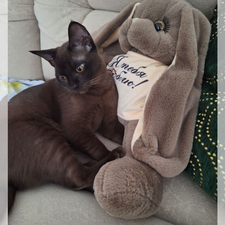 Бурманская порода