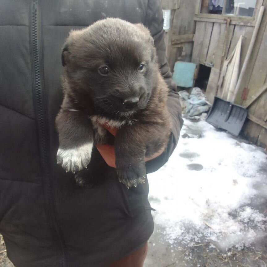 Отдам щенка в добрые руки