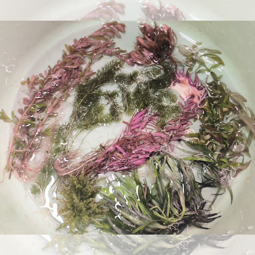 Прополка погостемон,ротала,мириофиллум