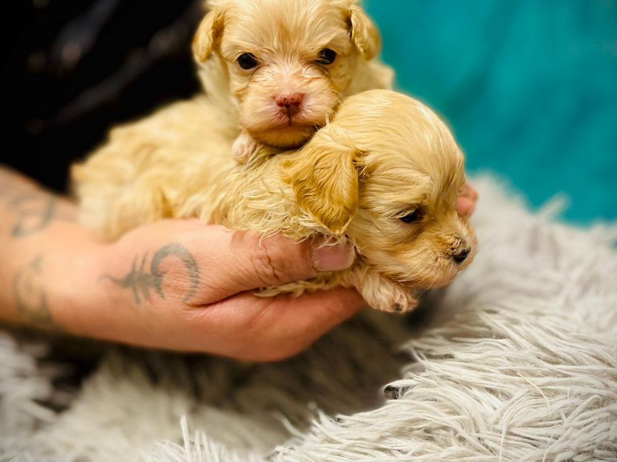 Щенки мальтипу f1 мини