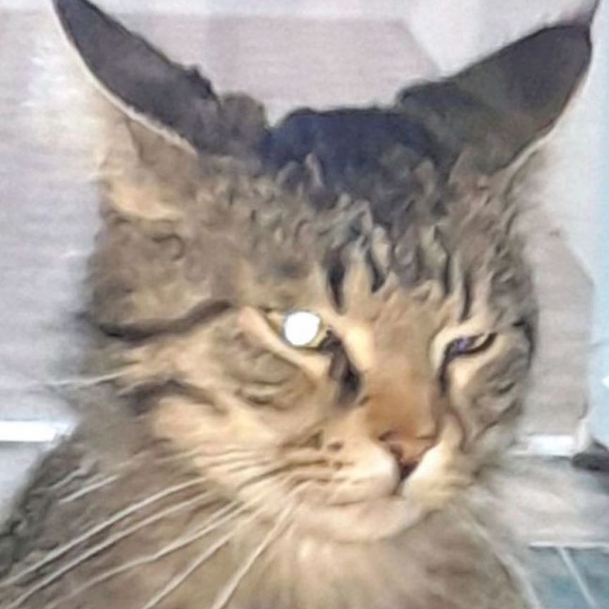 Найден молодой котик/похож Мейн куна