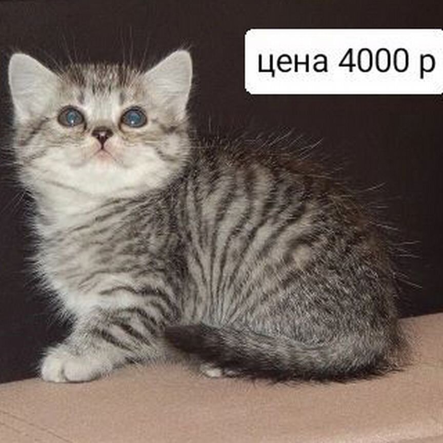 Чистокровный шотландский котенок