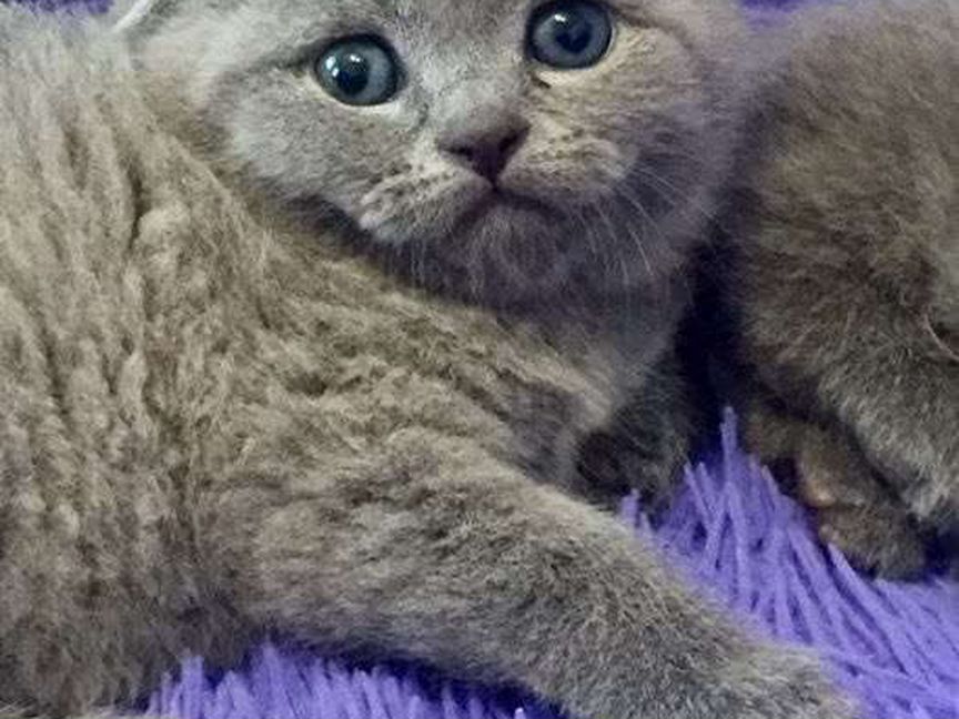 Шотландская вислоухая красотка