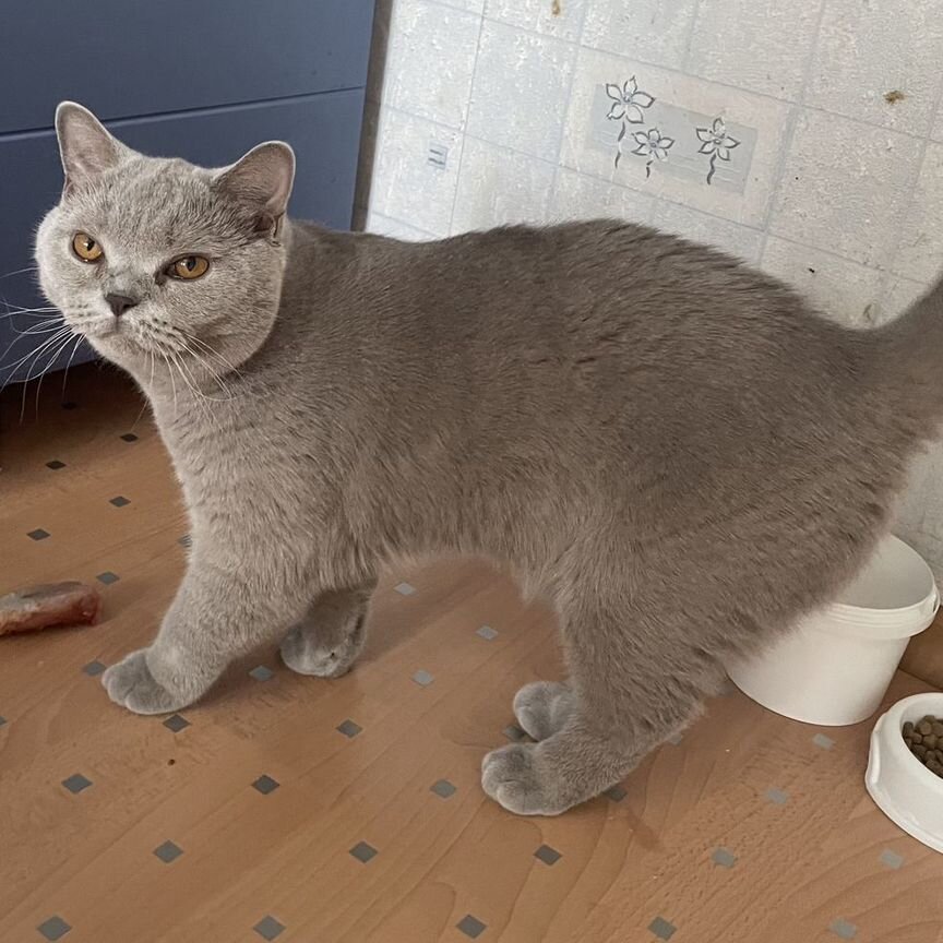 Британский короткошёрстный, взрослый кот