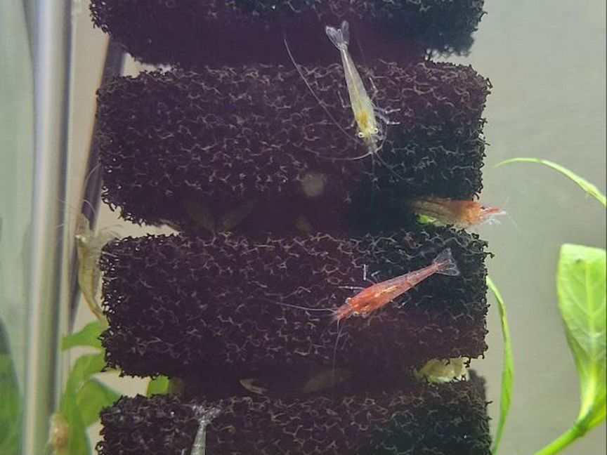 Аквариумные креветки