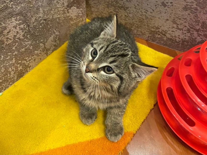 Котенок Марио ласковый