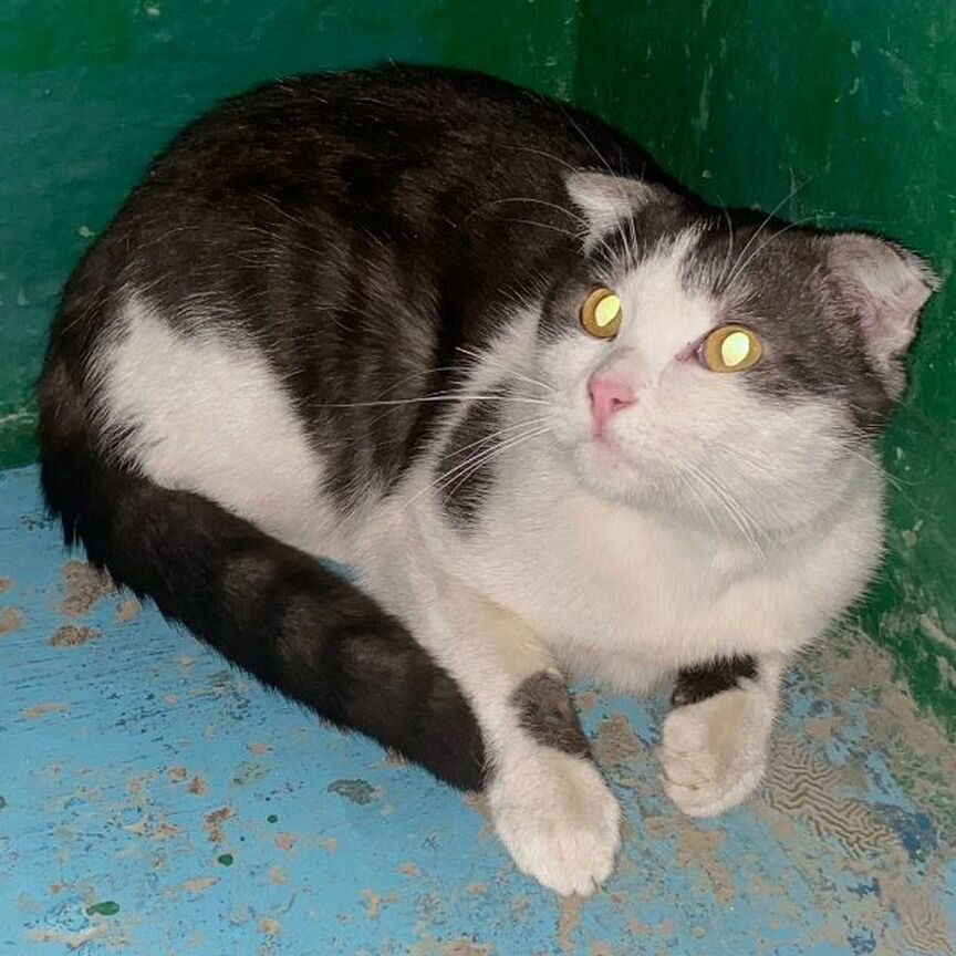 Породистый котик оставлен в подъезде