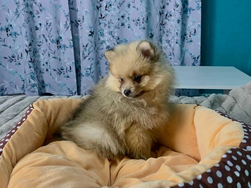 Немецкий шпиц мальчик