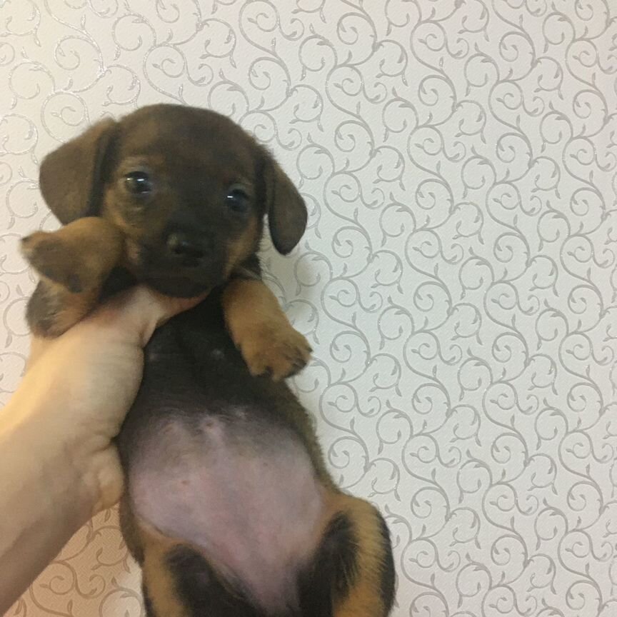 Пинчер,девочка