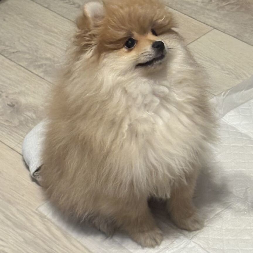 Померанский шпиц, щенок