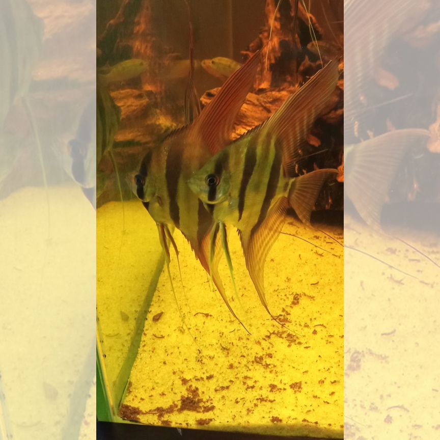 Скалярии природники