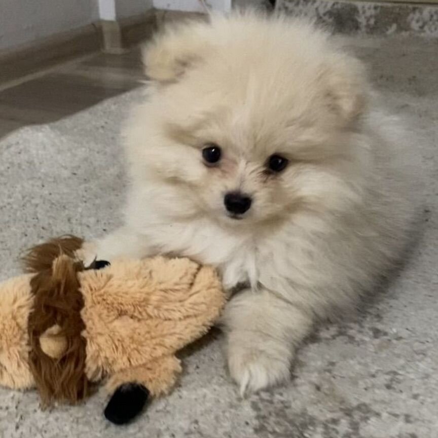 Щенок шпица