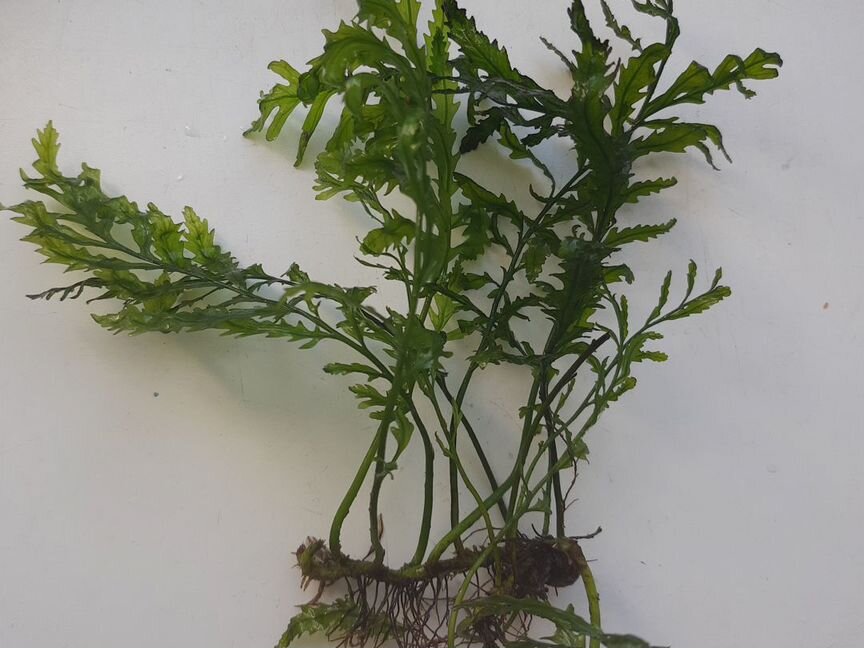 Папоротник Болбитис