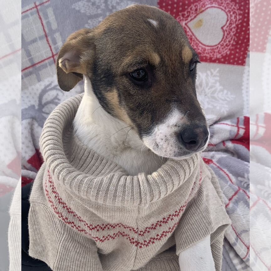 Щенок в добрые руки