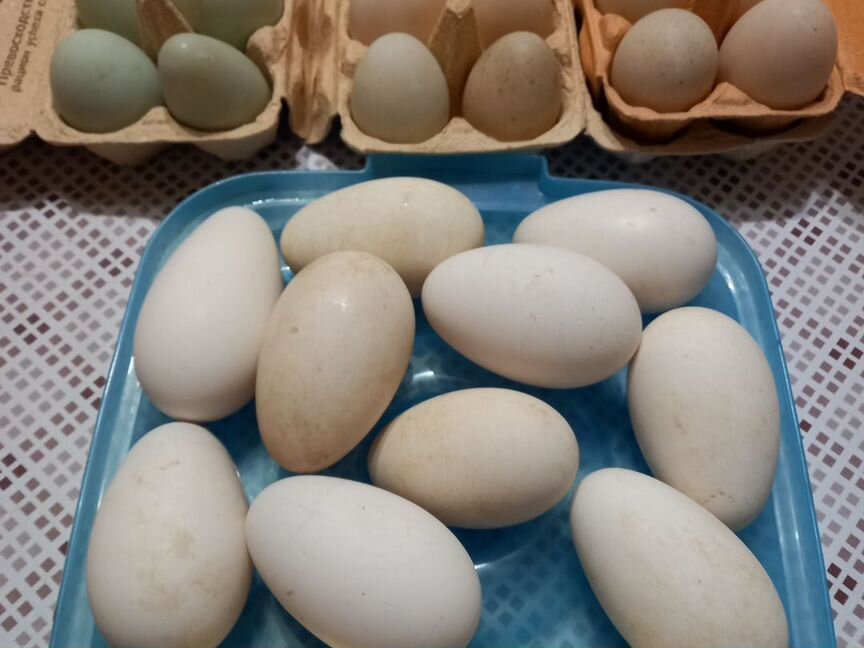 Яйца гусиные утиное