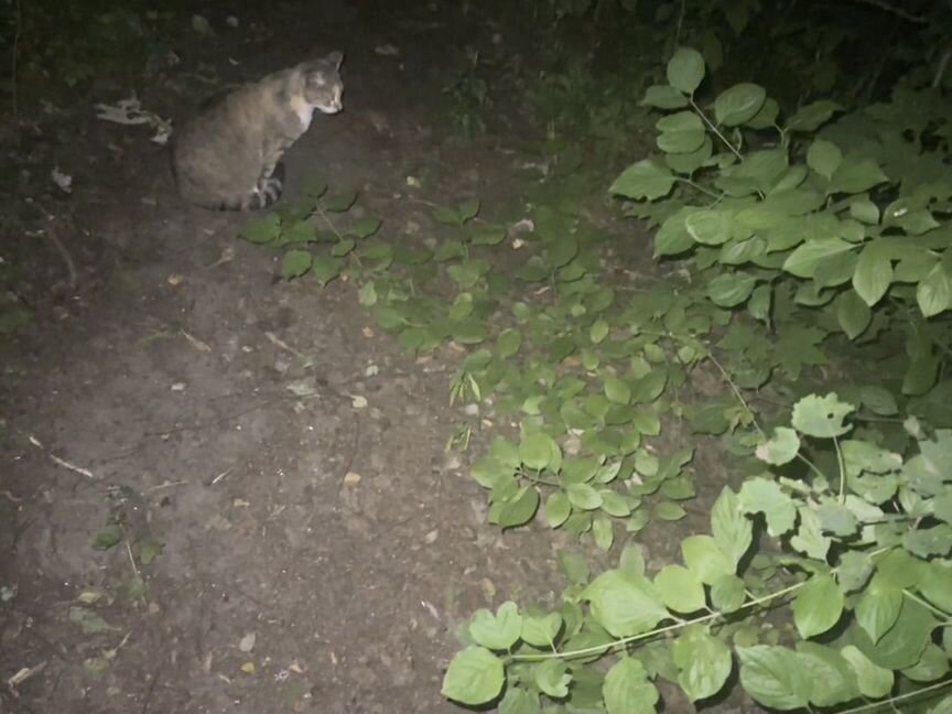 Найдена кошка