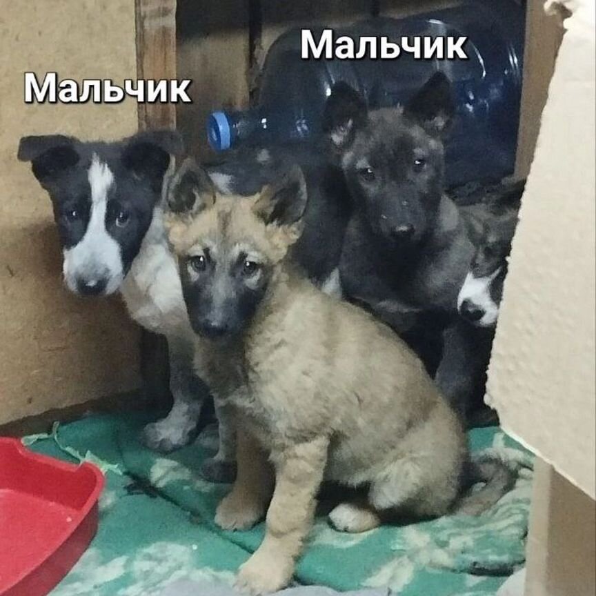 Щенки ищут дом