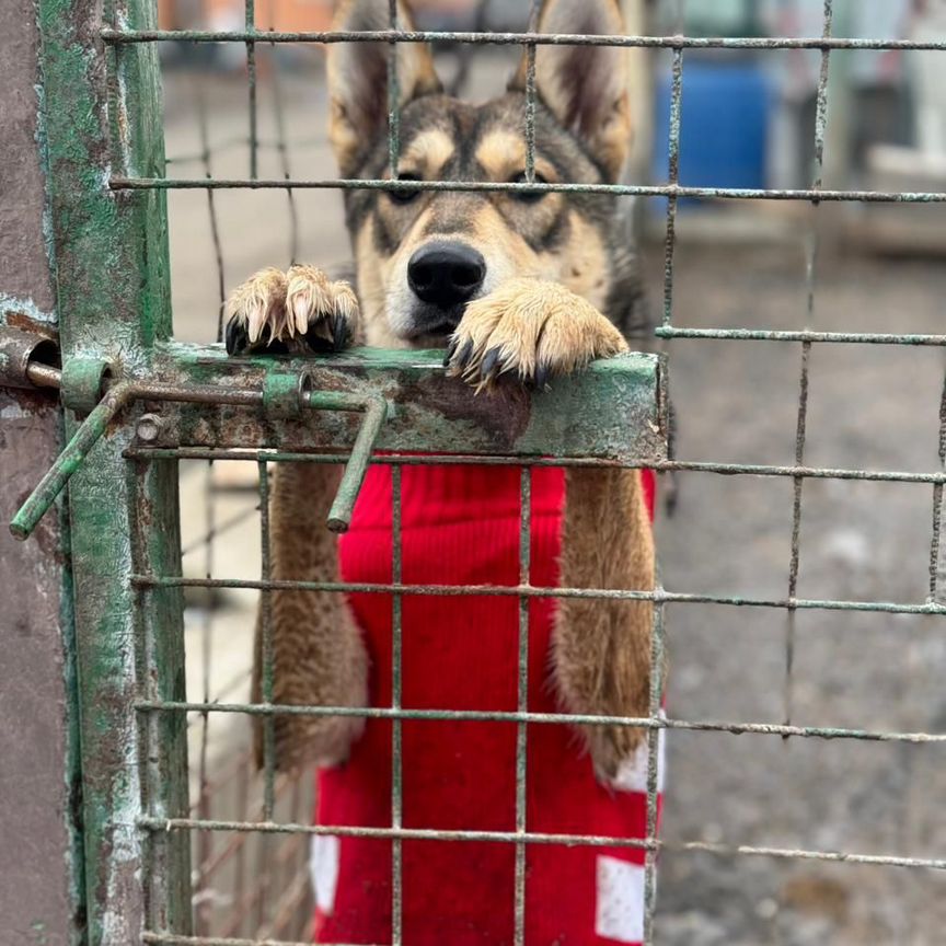 Щенок из приюта ищет дом