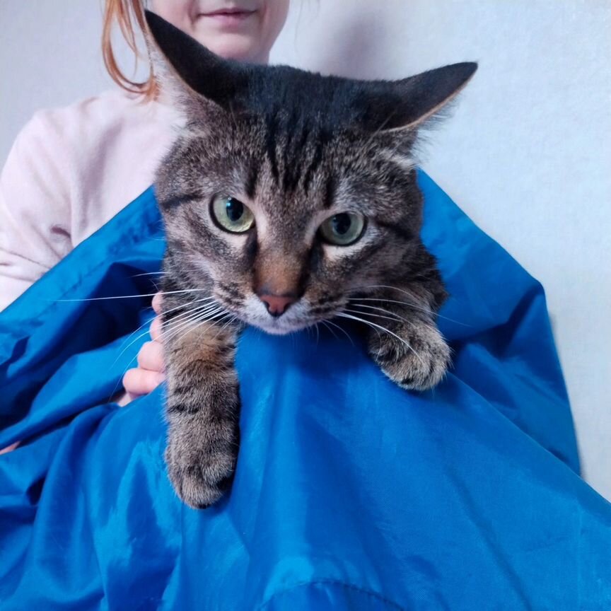 Котик мальчик в добрые ручки