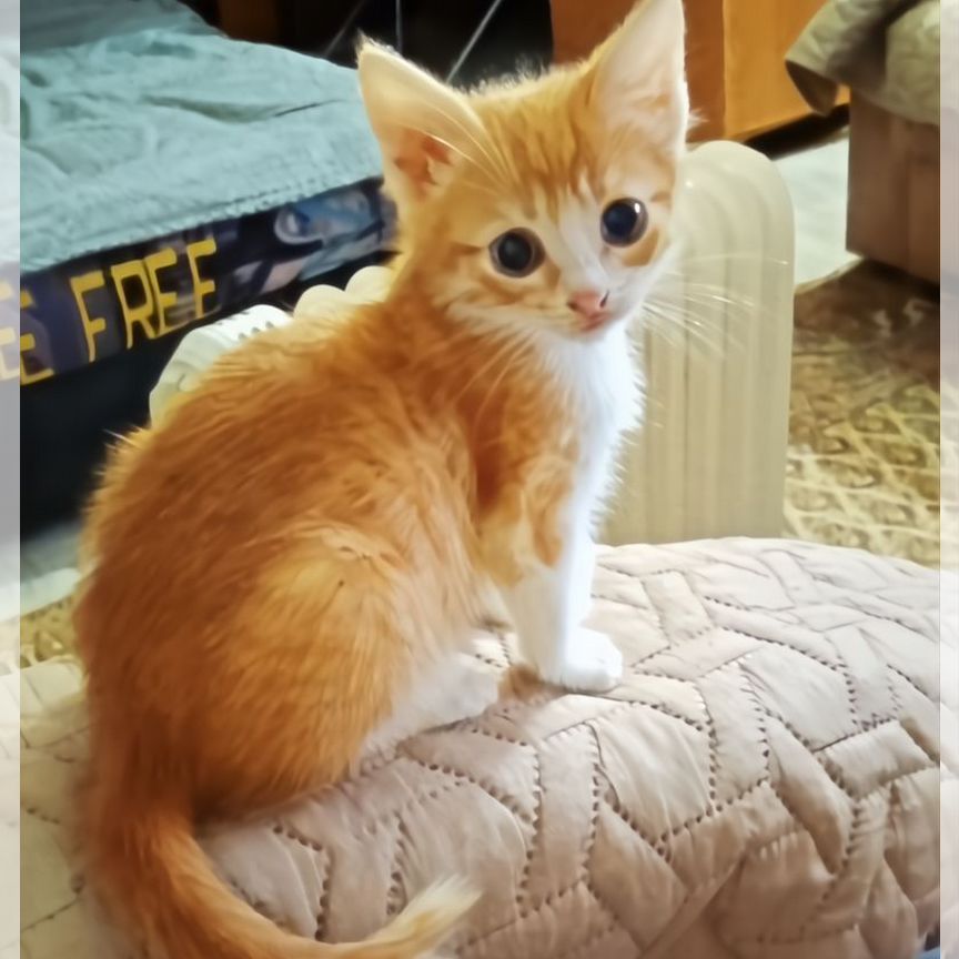 Котёнок в добрые руки