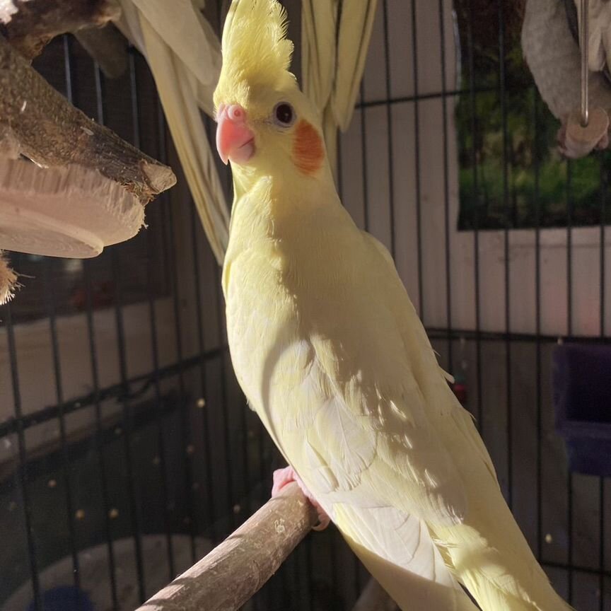 Птенцы корелла