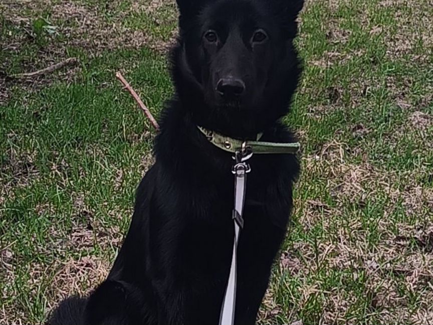 Метис немецкой овчарки