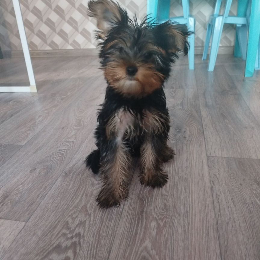 Йоркширский терьер