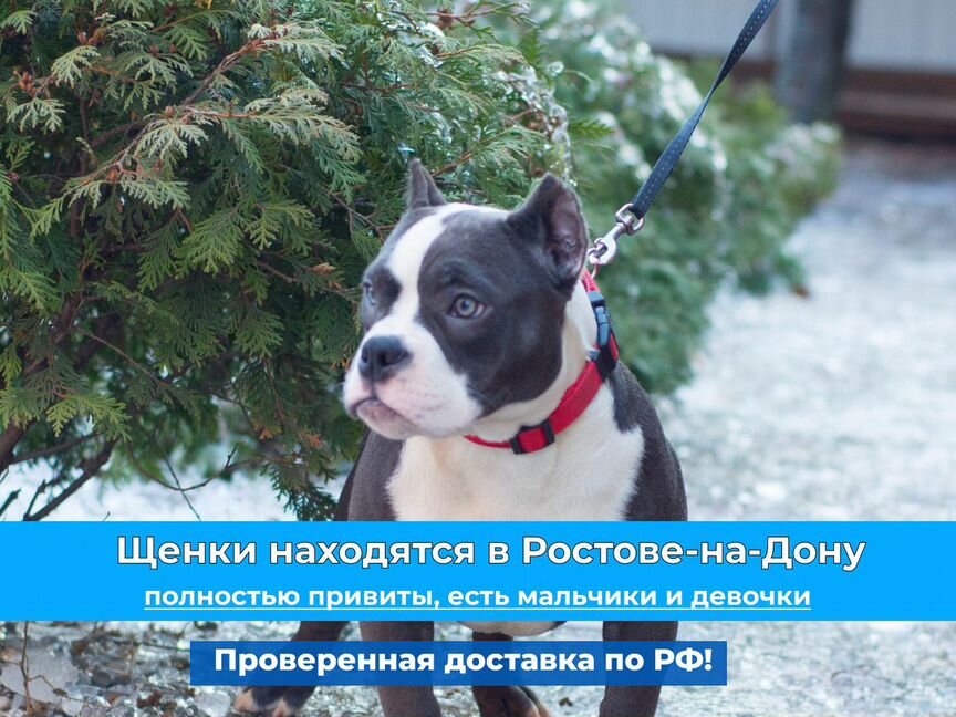 Щенки Американский булли