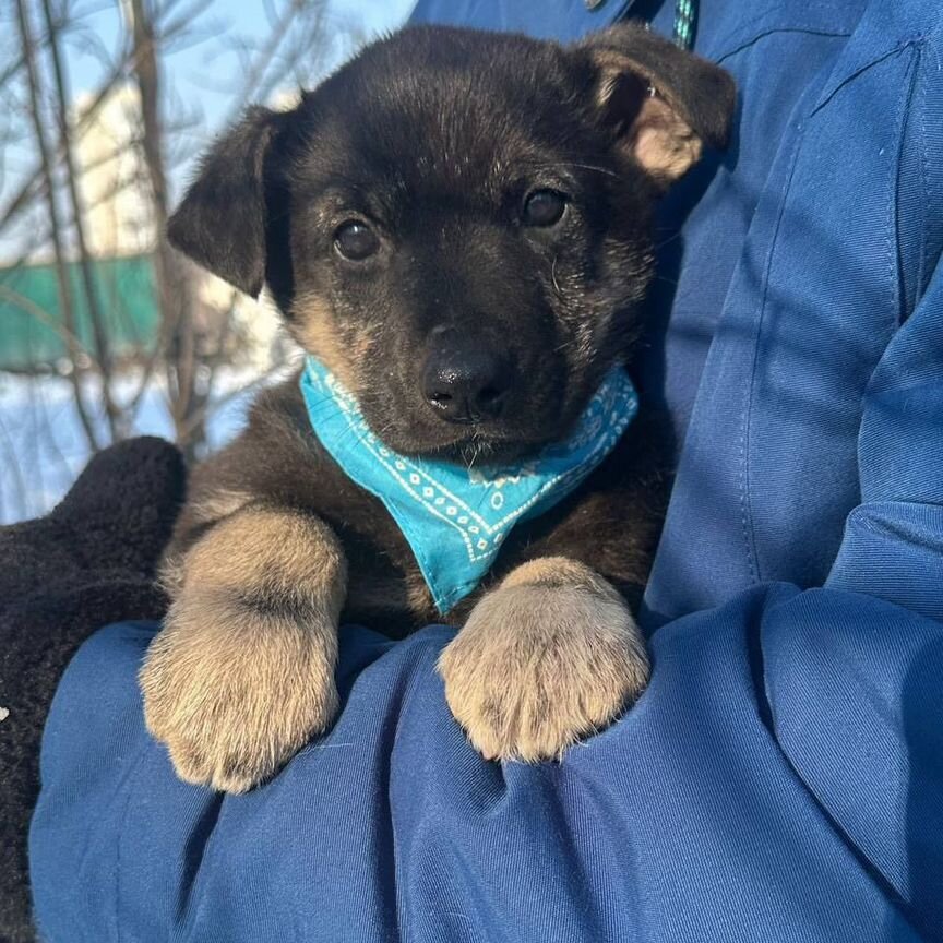 Щенок охранник и друг