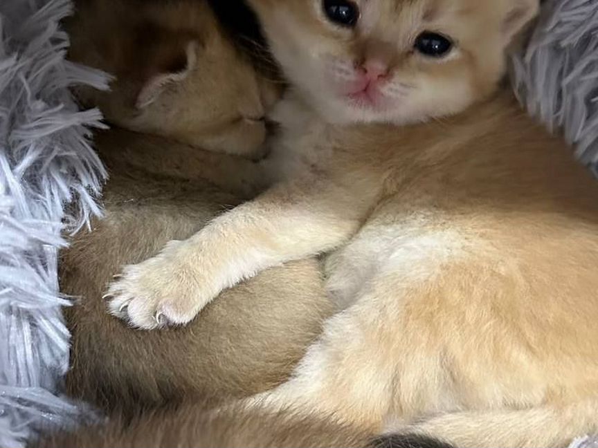 Шотландские котята