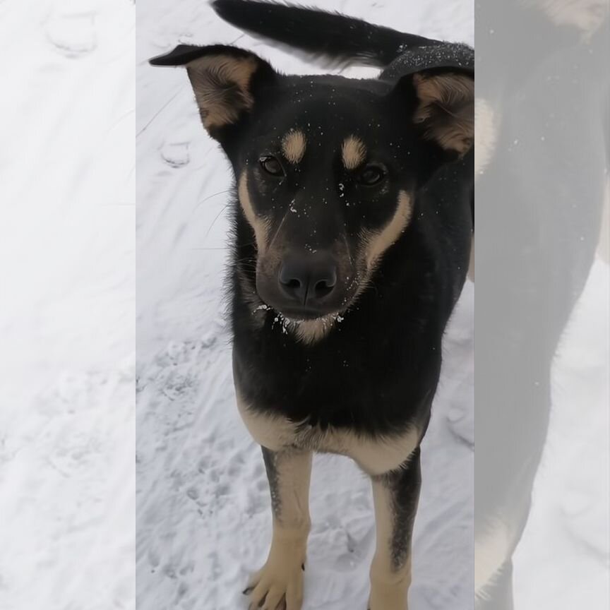 Щенок в добрые руки