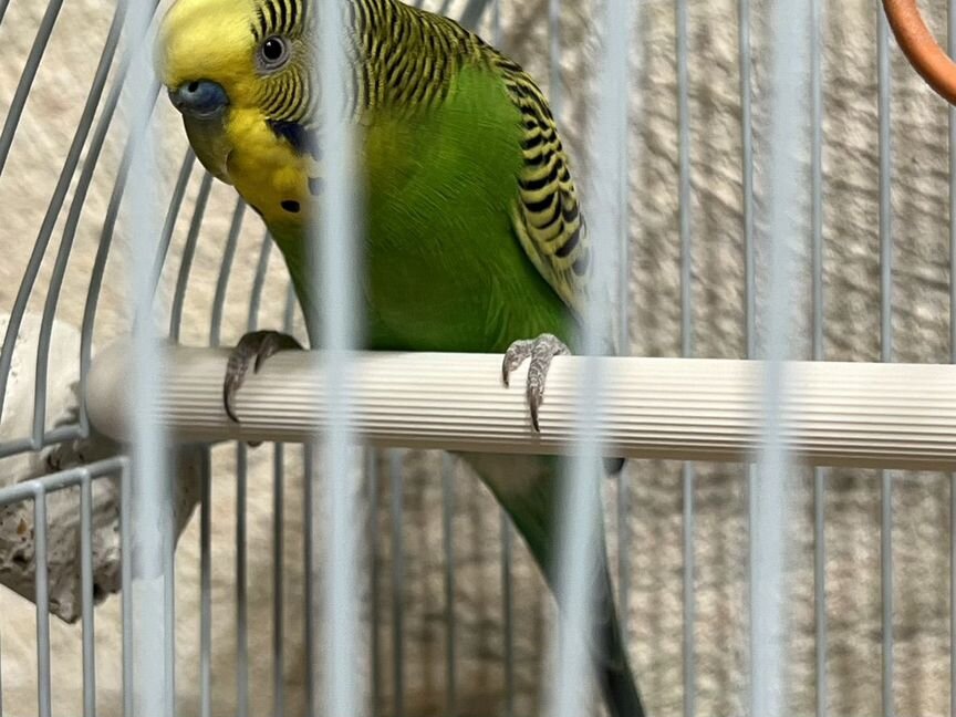 Волнистый попугай бесплатно