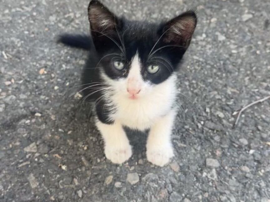 Котенок