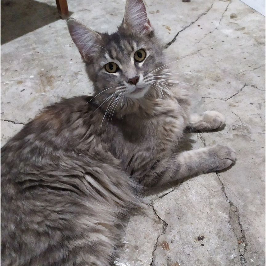 Кошка мейкун бесплатно