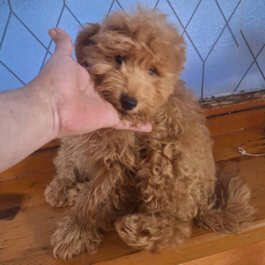 Пудель, щенок