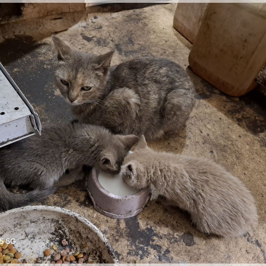 Котики бесплатно в добрые руки