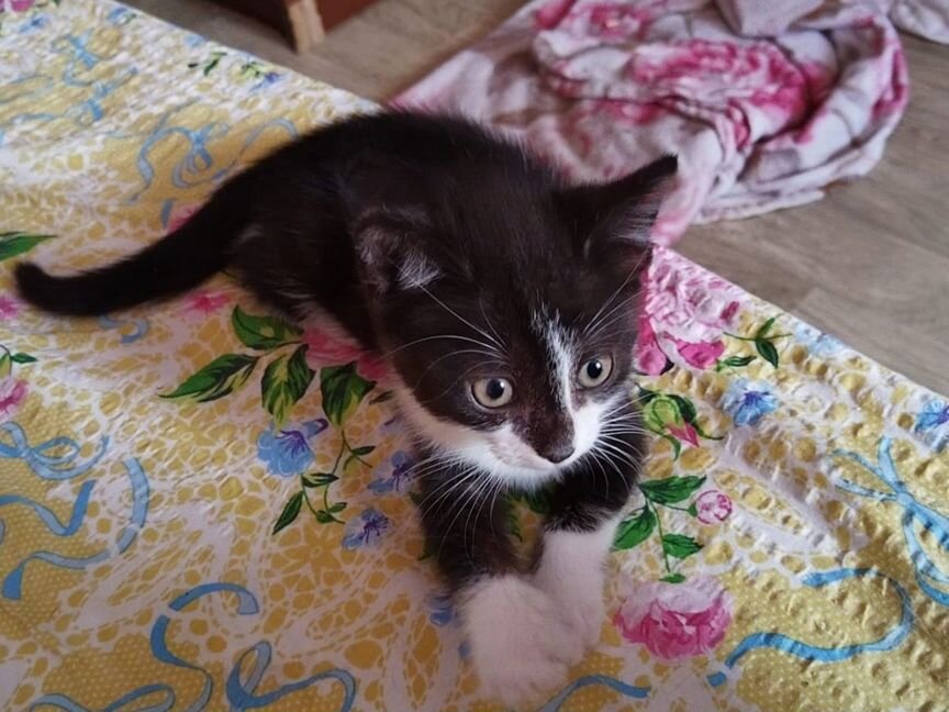 Котенок ищет дом