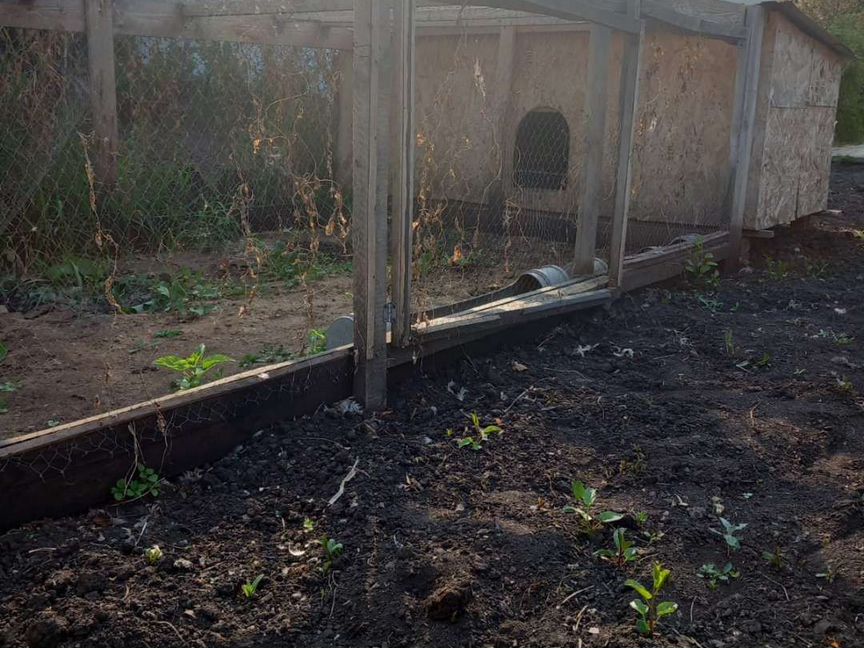 Курятник летний